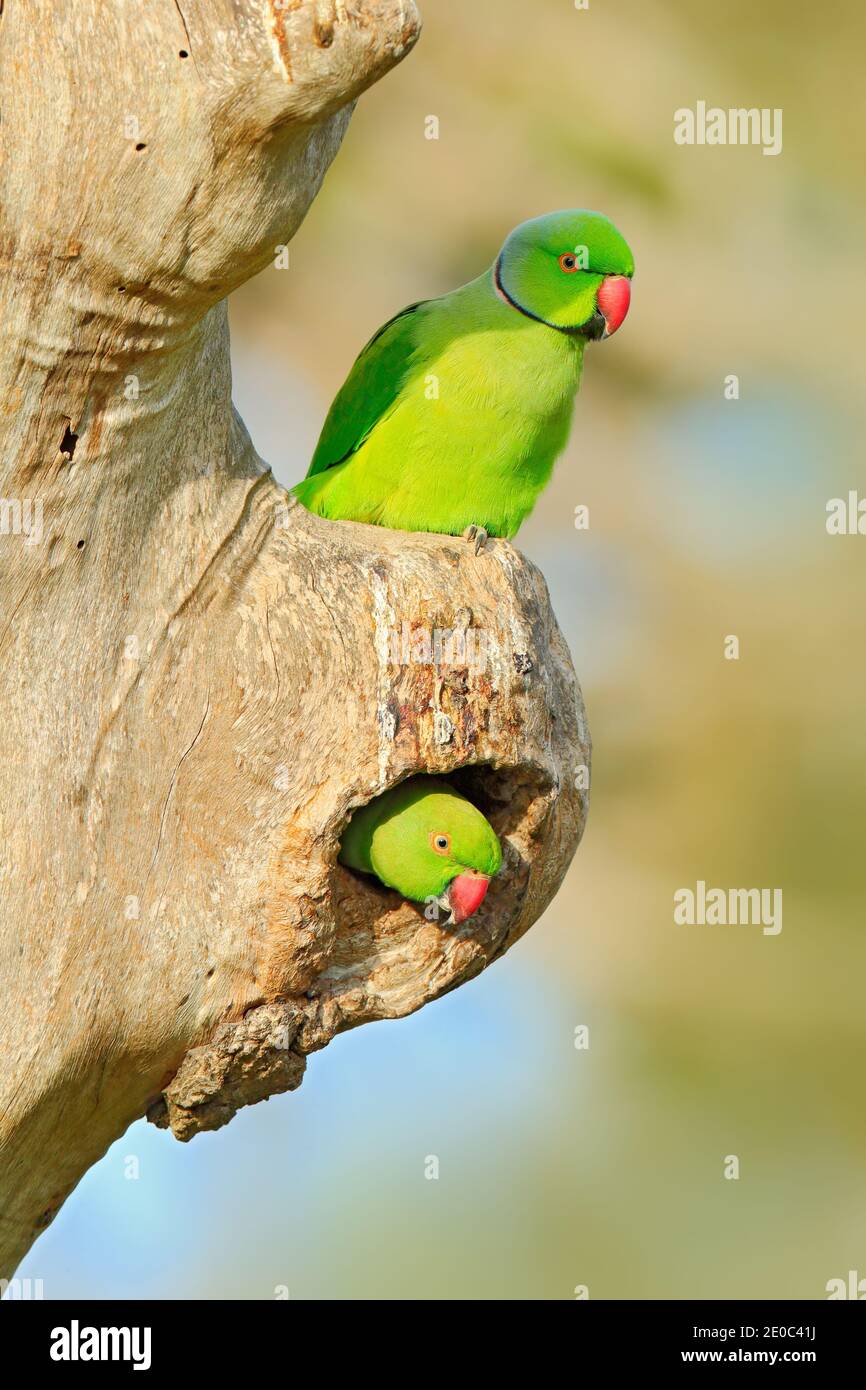 Parrot in nest hole. Rose-ringed Parakeet, Psittacula krameri, in ...