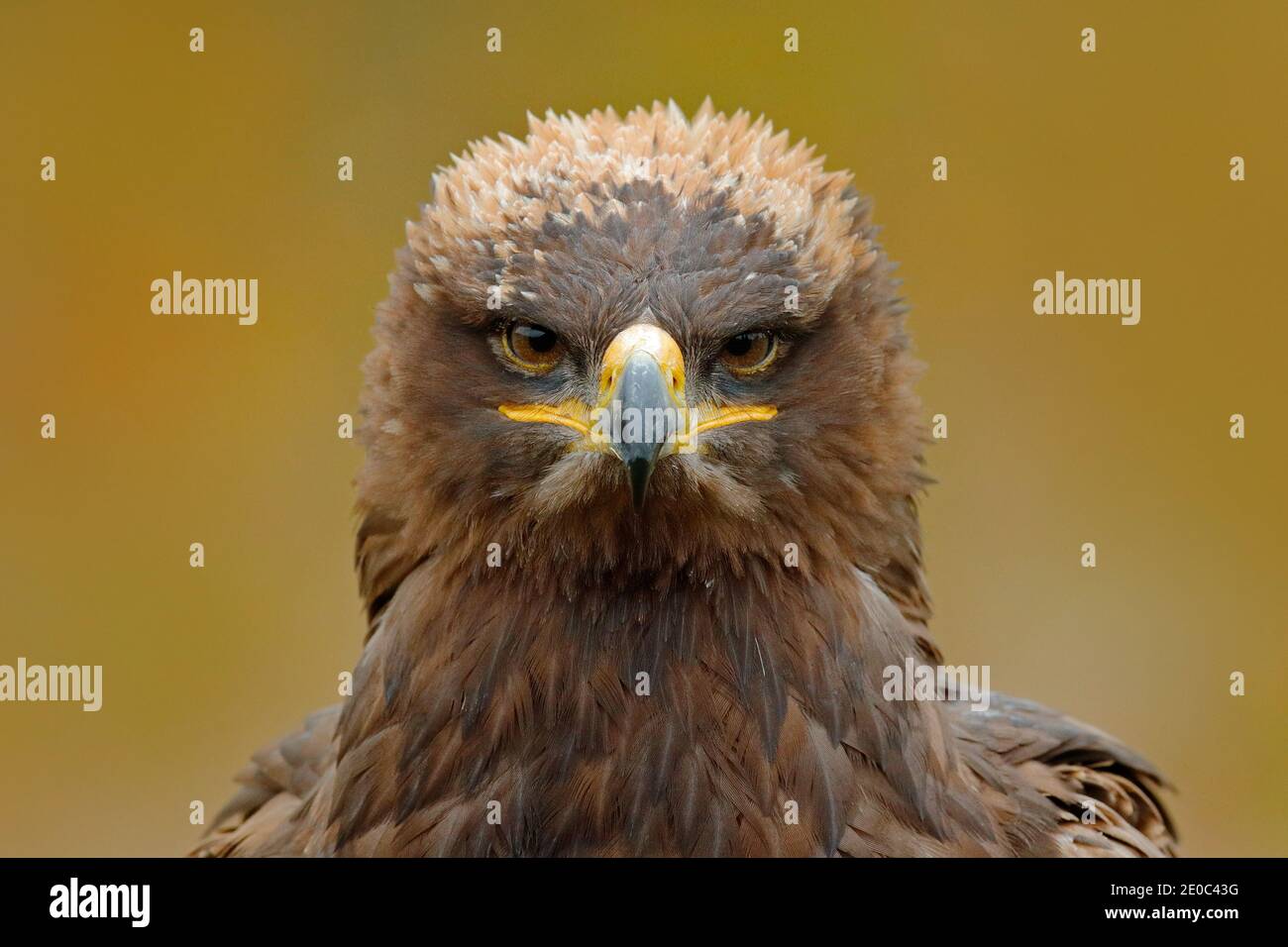 Eag symbol hi-res stock photography and images - Alamy