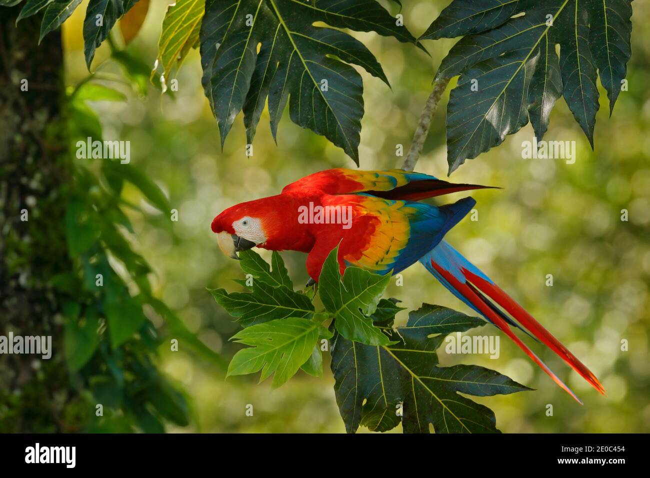 Scarlet macaws ara macao hi-res stock photography and images - Alamy