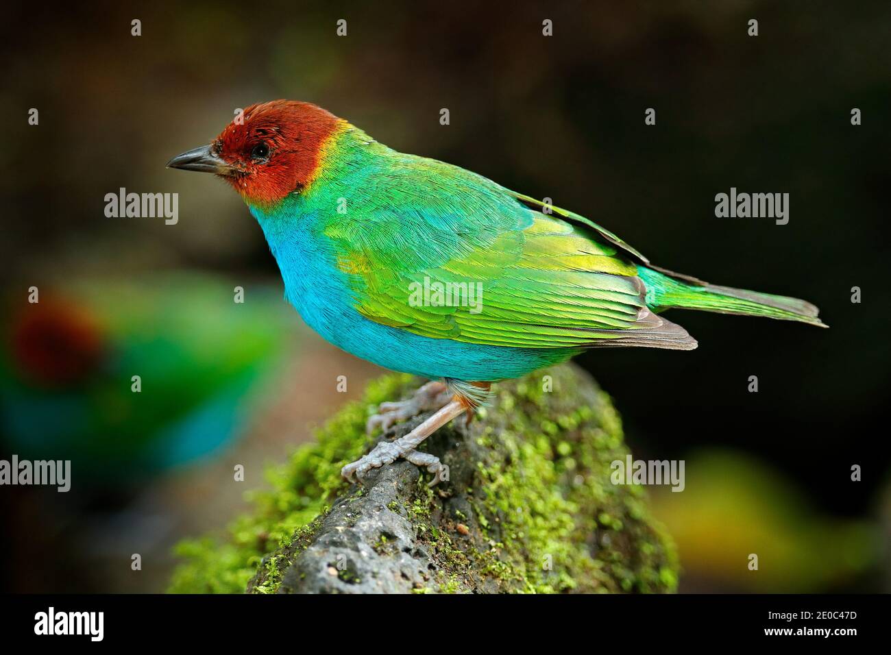 Bay-headed Tanager, Gyrola toddi, exotic tropical blue tanager with red ...