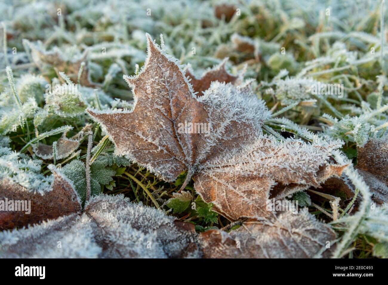 First frost is covering the plants in nature Stock Photo - Alamy