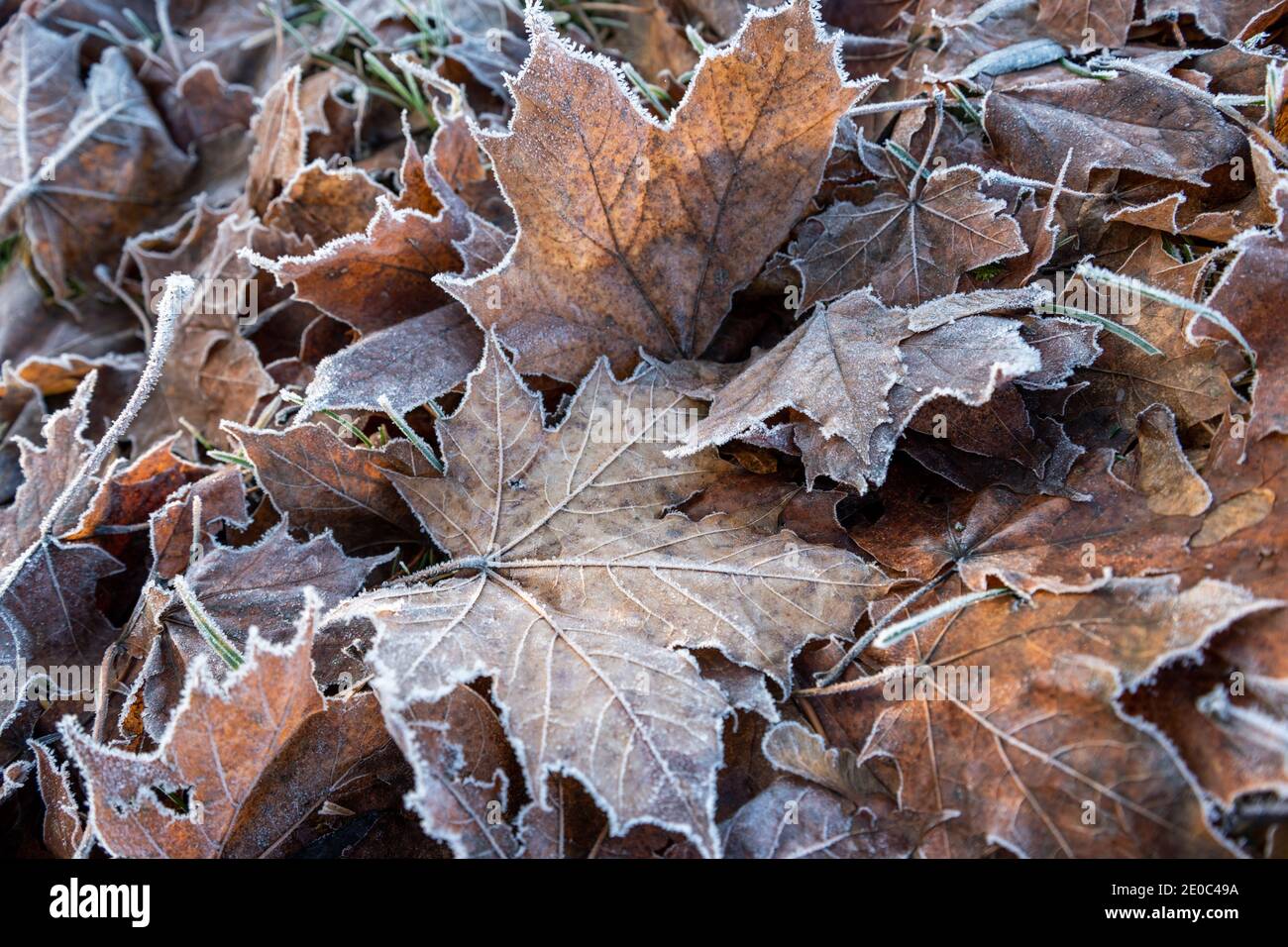 First frost is covering the plants in nature Stock Photo - Alamy