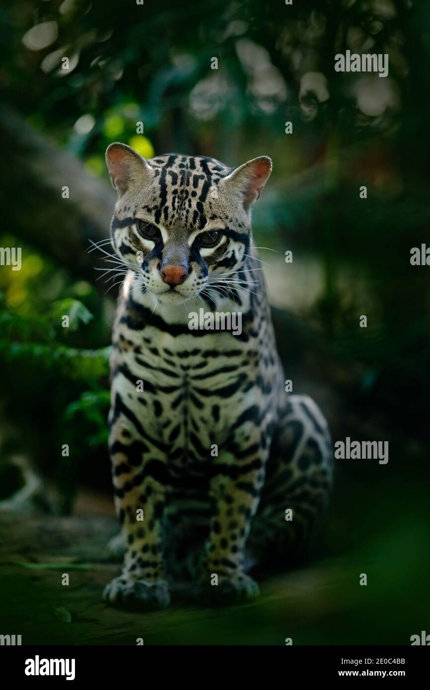 Margay hi-res stock photography and images - Alamy
