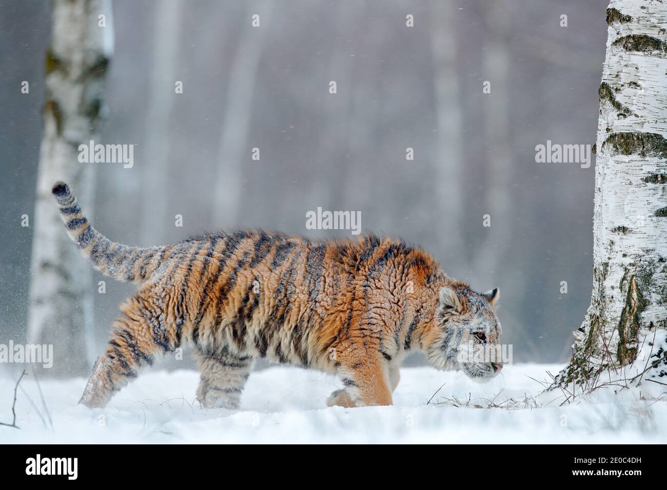 Tiger in wild winter nature, running in snow storm. Siberian tiger, Panthera tigris altaica ...