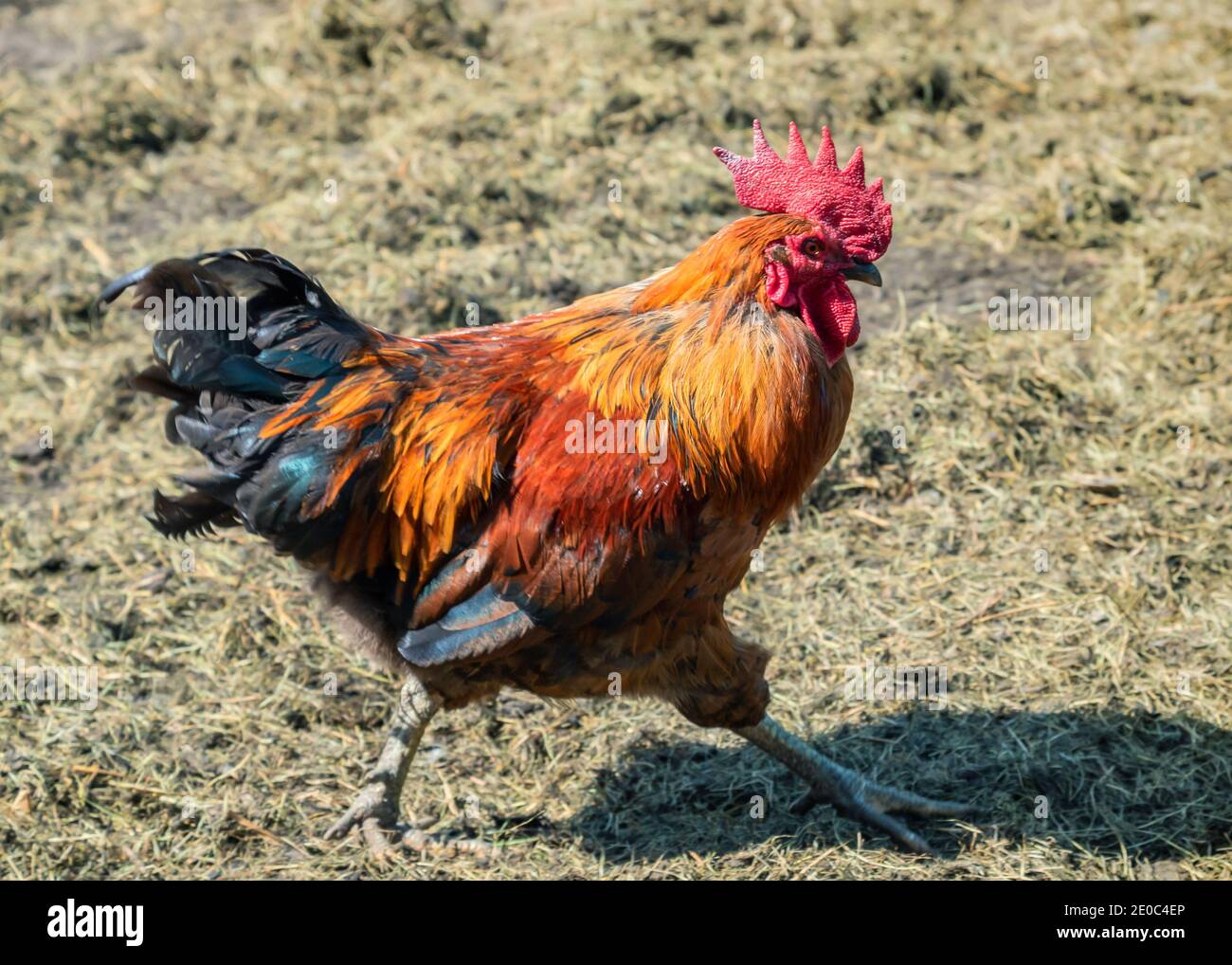 Red rooster outside on farm yard Stock Photo - Alamy