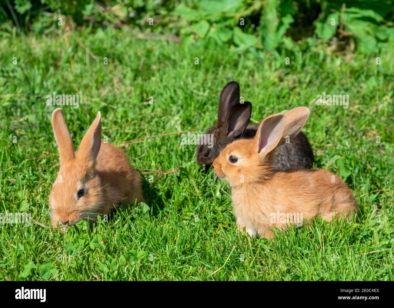 Three baby rabbits hi-res stock photography and images - Alamy