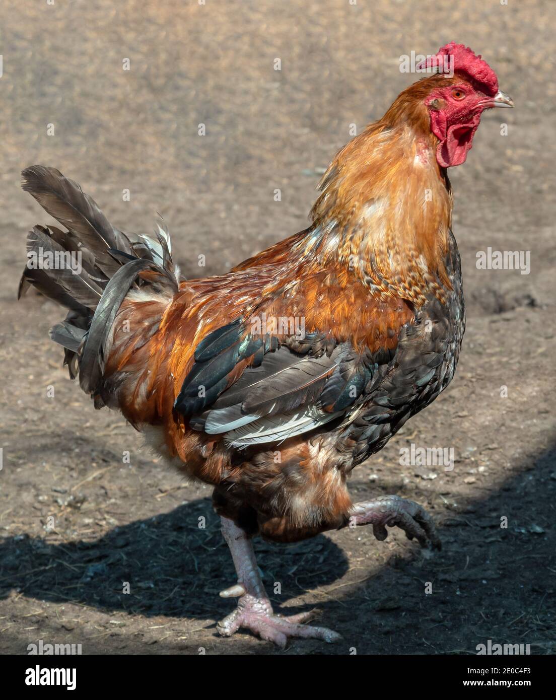 Red rooster outside on farm yard Stock Photo - Alamy