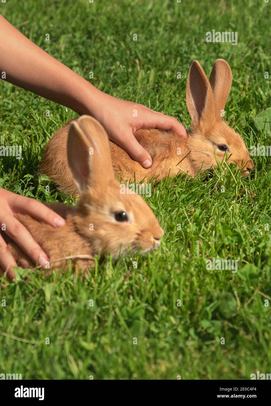 Red Rabbits High Resolution Stock Photography and Images - Alamy