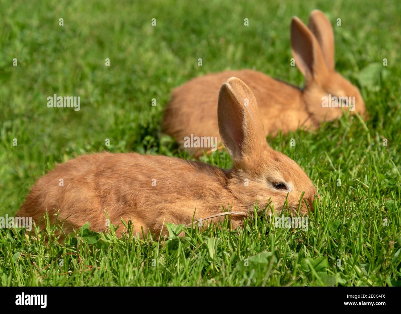Red rabbits hi-res stock photography and images - Alamy