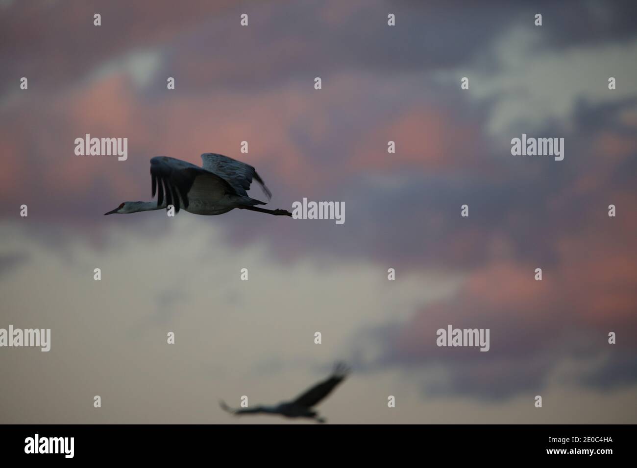 Sandhill Cranes at Whitewater Draw Stock Photo - Alamy