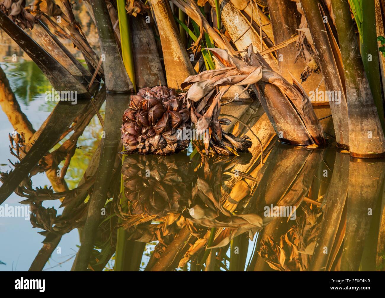 Nipa Palm or Golpata fruits in the Sundarbans, a UNESCO World Heritage ...