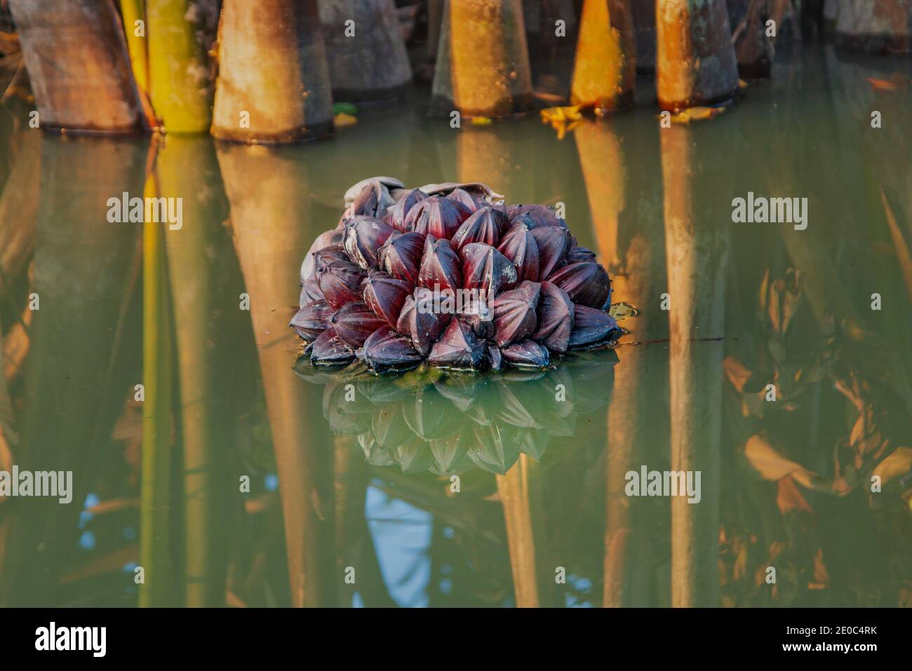 Nipa Palm or Golpata fruits in the Sundarbans, a UNESCO World Heritage ...