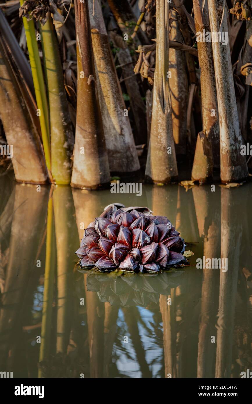 Nipa Palm or Golpata fruits in the Sundarbans, a UNESCO World Heritage ...