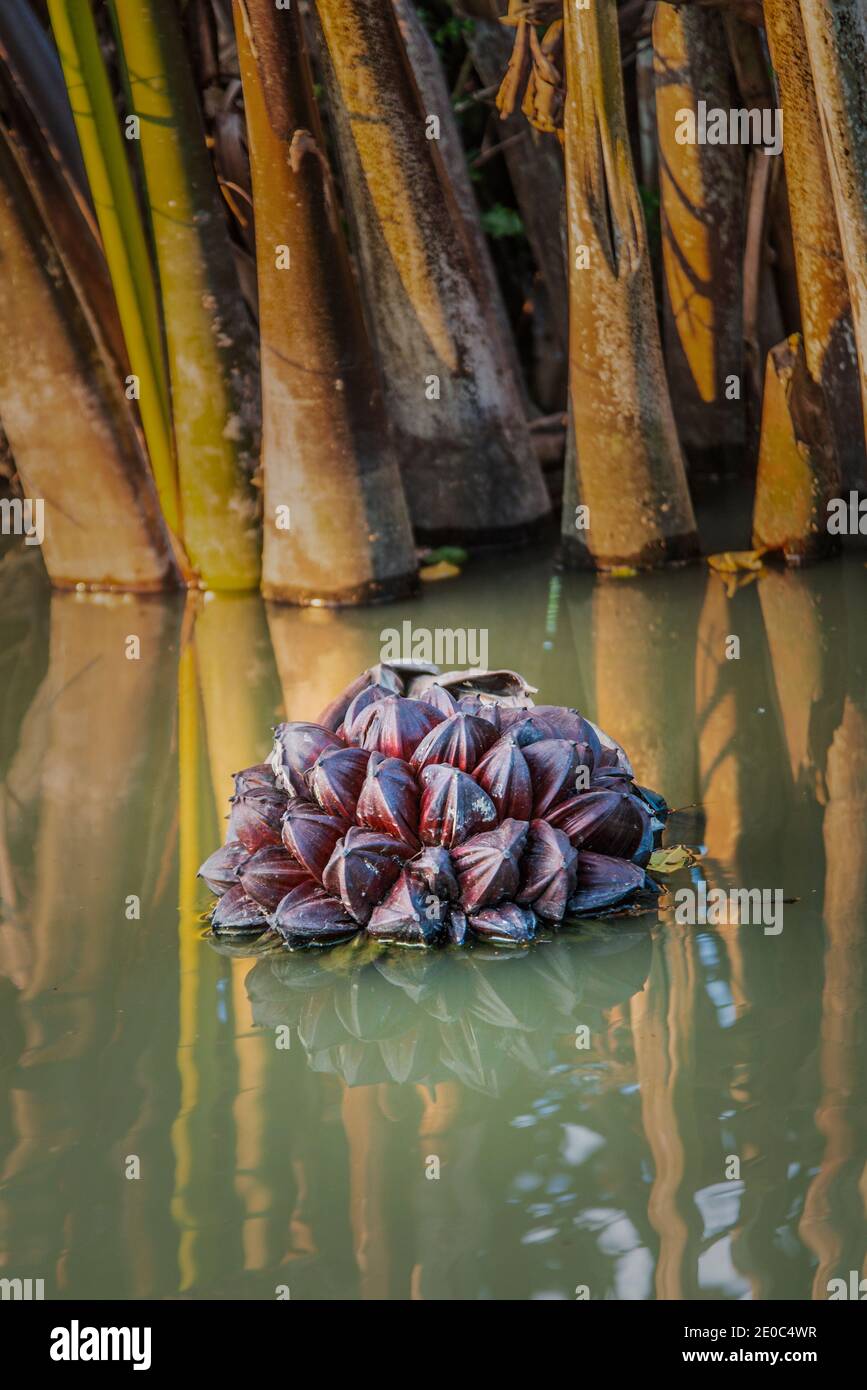 Nipa Palm or Golpata fruits in the Sundarbans, a UNESCO World Heritage ...