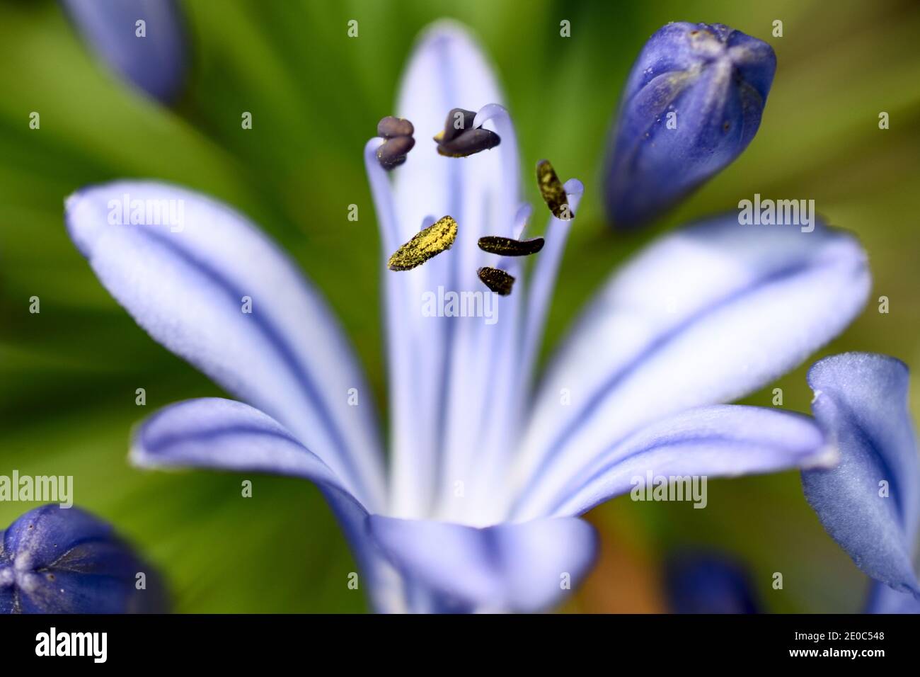 Flower and Anther Stock Photo - Alamy