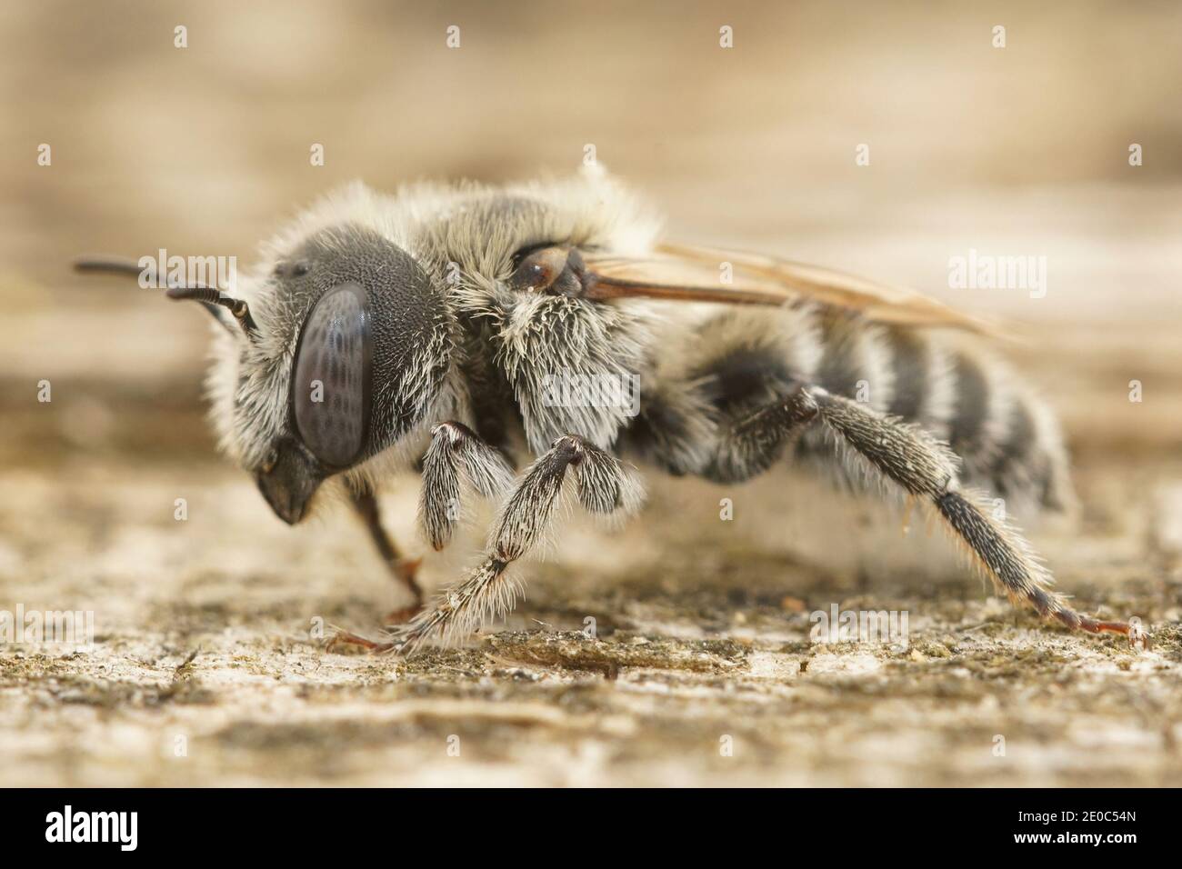 Hoplitis cristatula hi-res stock photography and images - Alamy