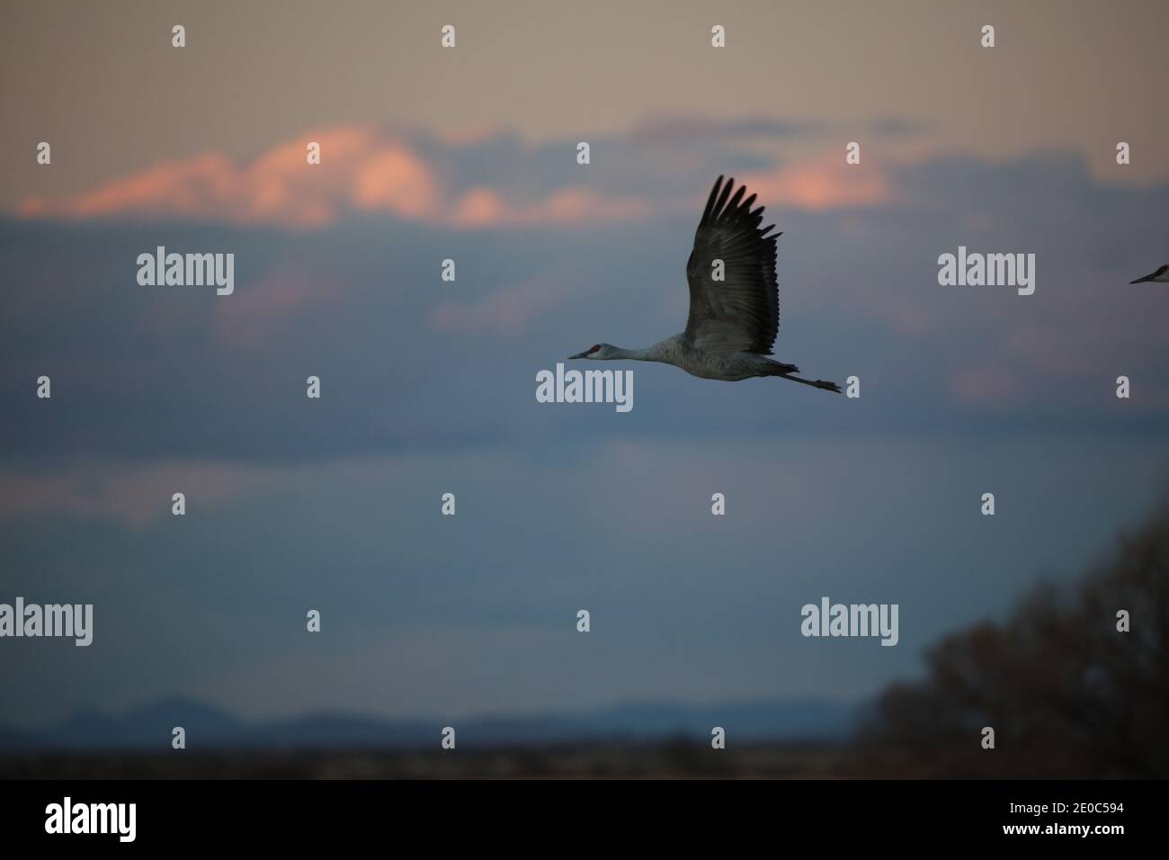 Sandhill Cranes at Whitewater Draw Stock Photo - Alamy
