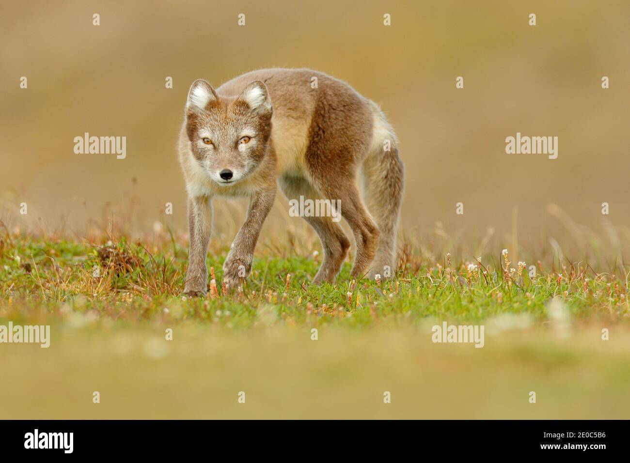 Arctic Fox, Vulpes lagopus, in the nature habitat. Fox on grassy meadow ...