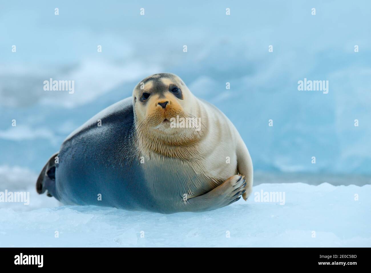 Arctic marine wildlife. Cute seal in the Arctic snowy habitat. Bearded ...