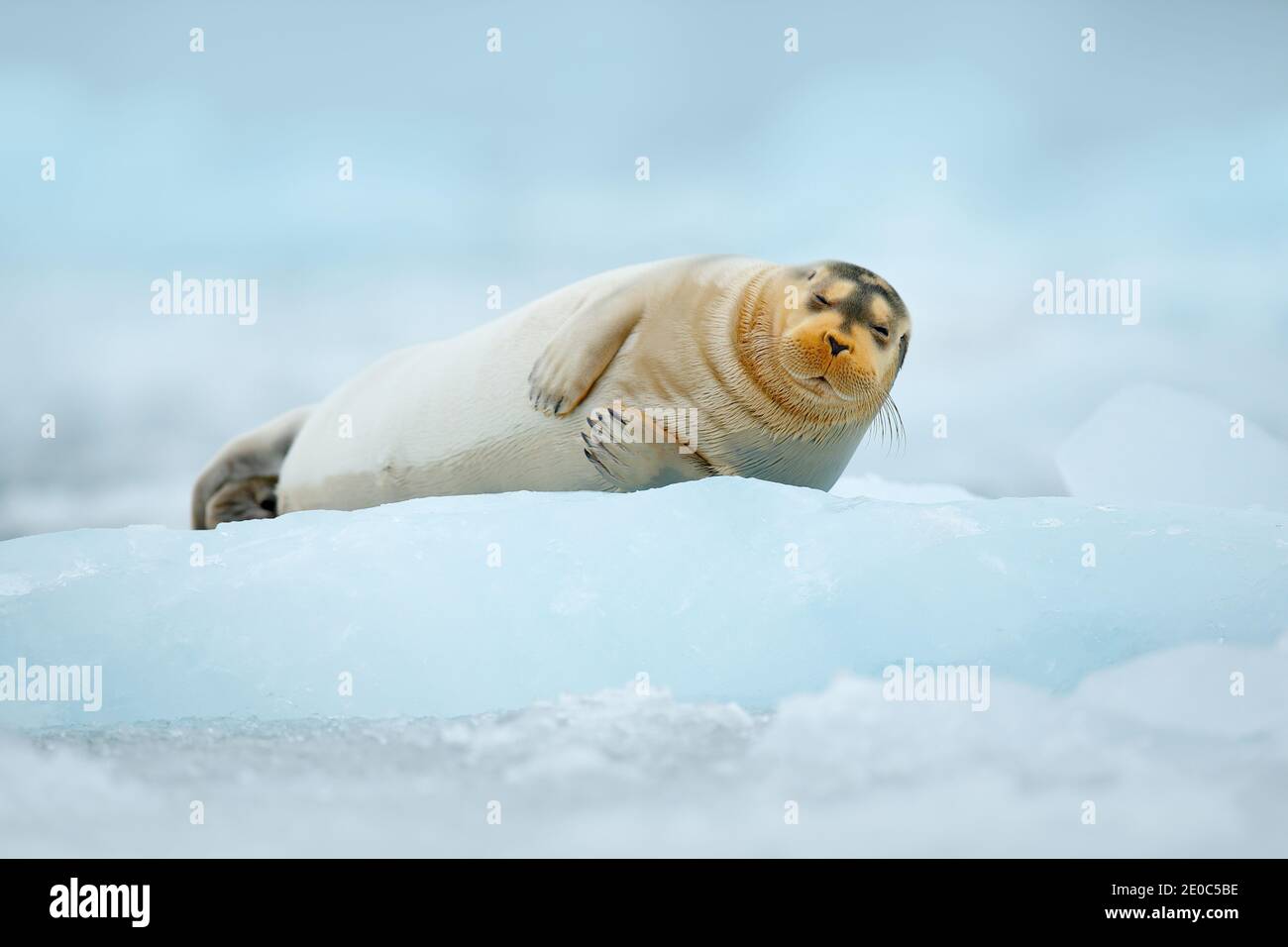 Arctic marine wildlife. Cute seal in the Arctic snowy habitat. Bearded ...