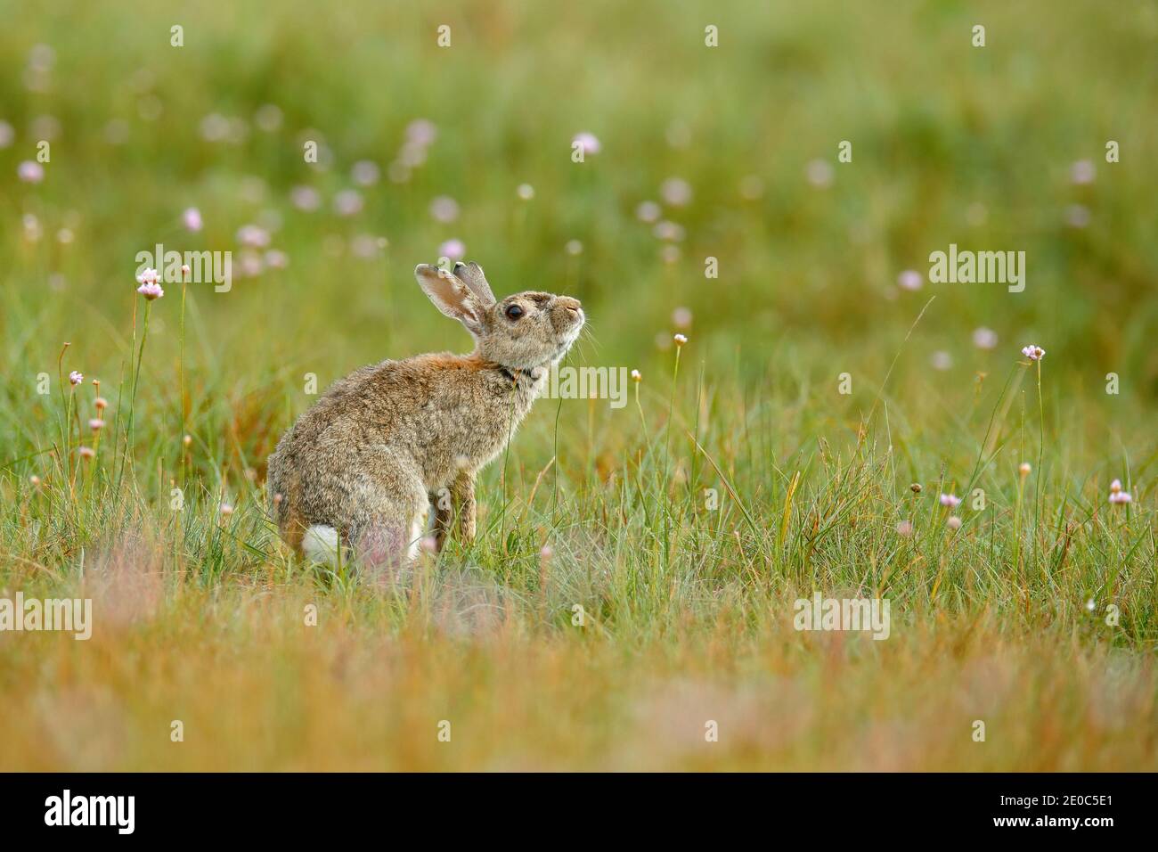 Cute rabbit with flowers sitting in the grass. Animal in nature habitat ...