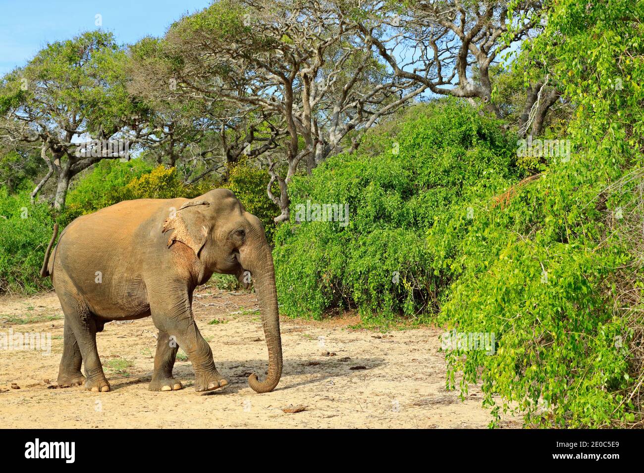 Asian Elephant, Elephas maximus, with green trees. Big mammal in the ...