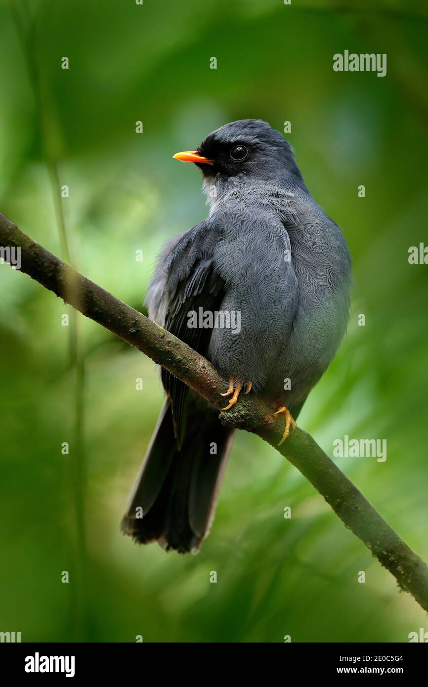 Black-faced Solitaire, Myadestes melanops, sitting on the green branch ...