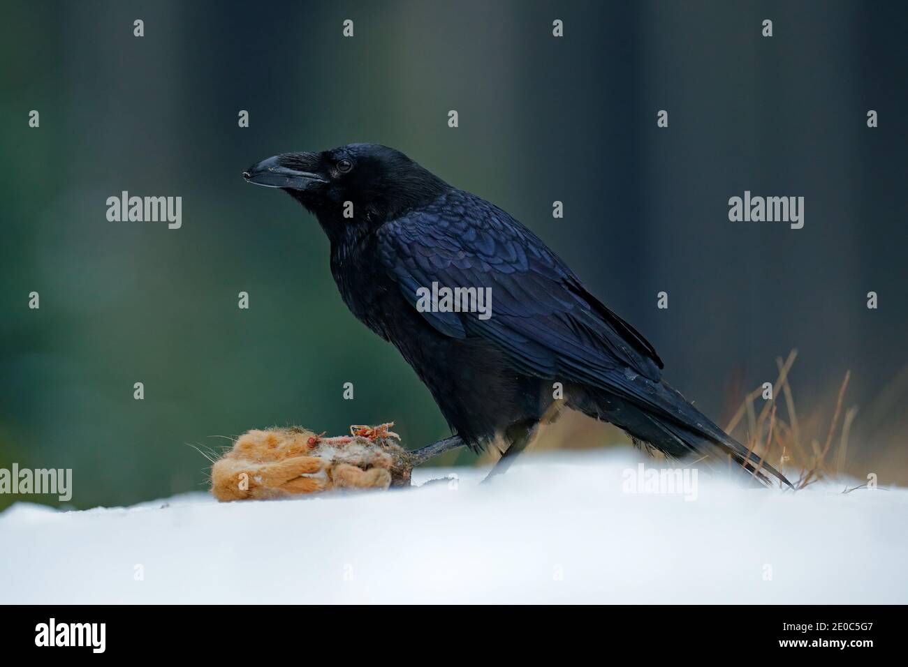 Raven with catch. Wildlife feeding behaviour scene in the forest. Raven ...