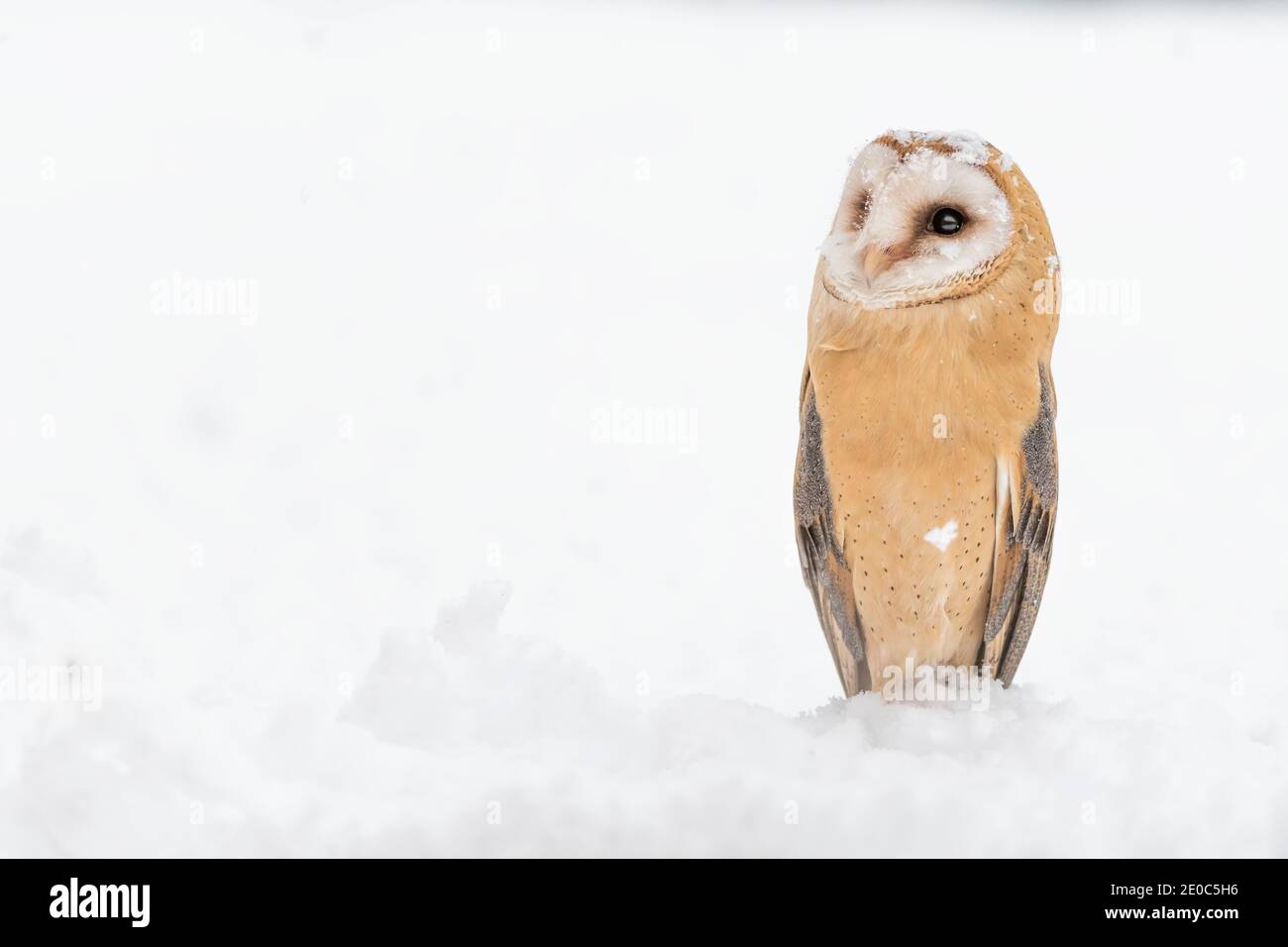 Barn owl in winter season (Tyto alba Stock Photo - Alamy