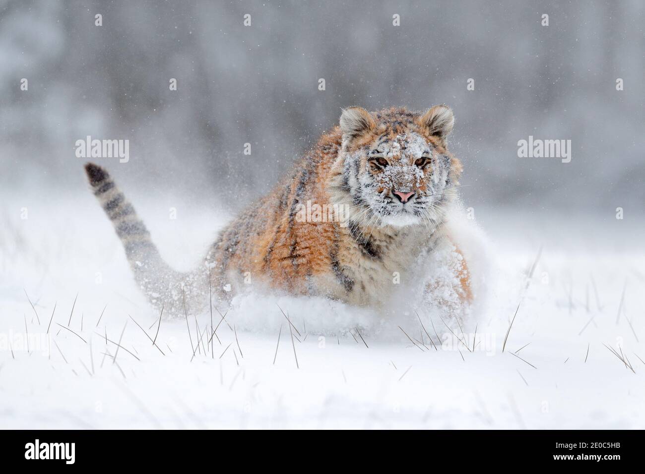 Tiger, cold winter in taiga, Russia. Snow flakes with wild Amur cat ...