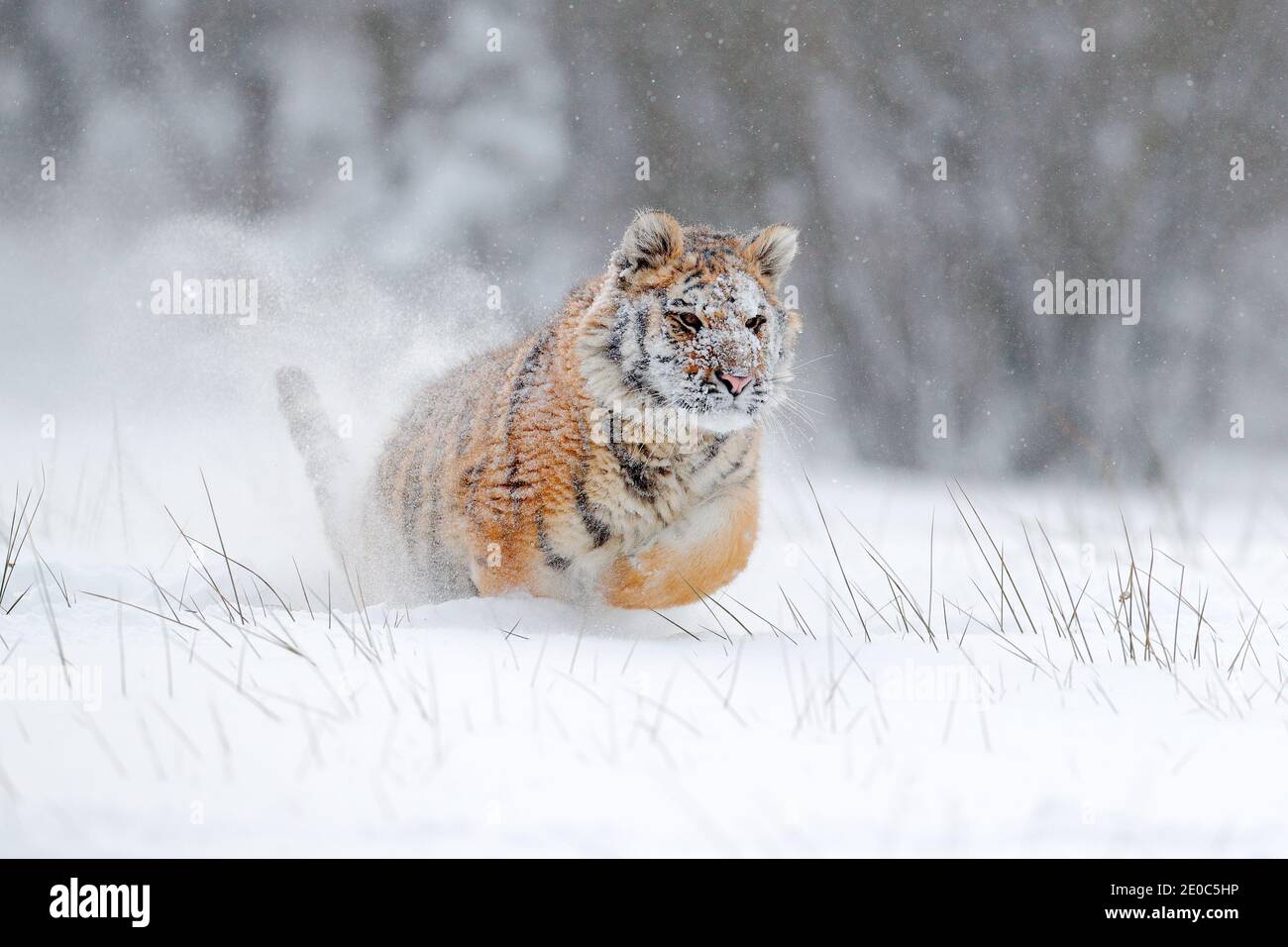 Tiger, cold winter in taiga, Russia. Snow flakes with wild Amur cat ...