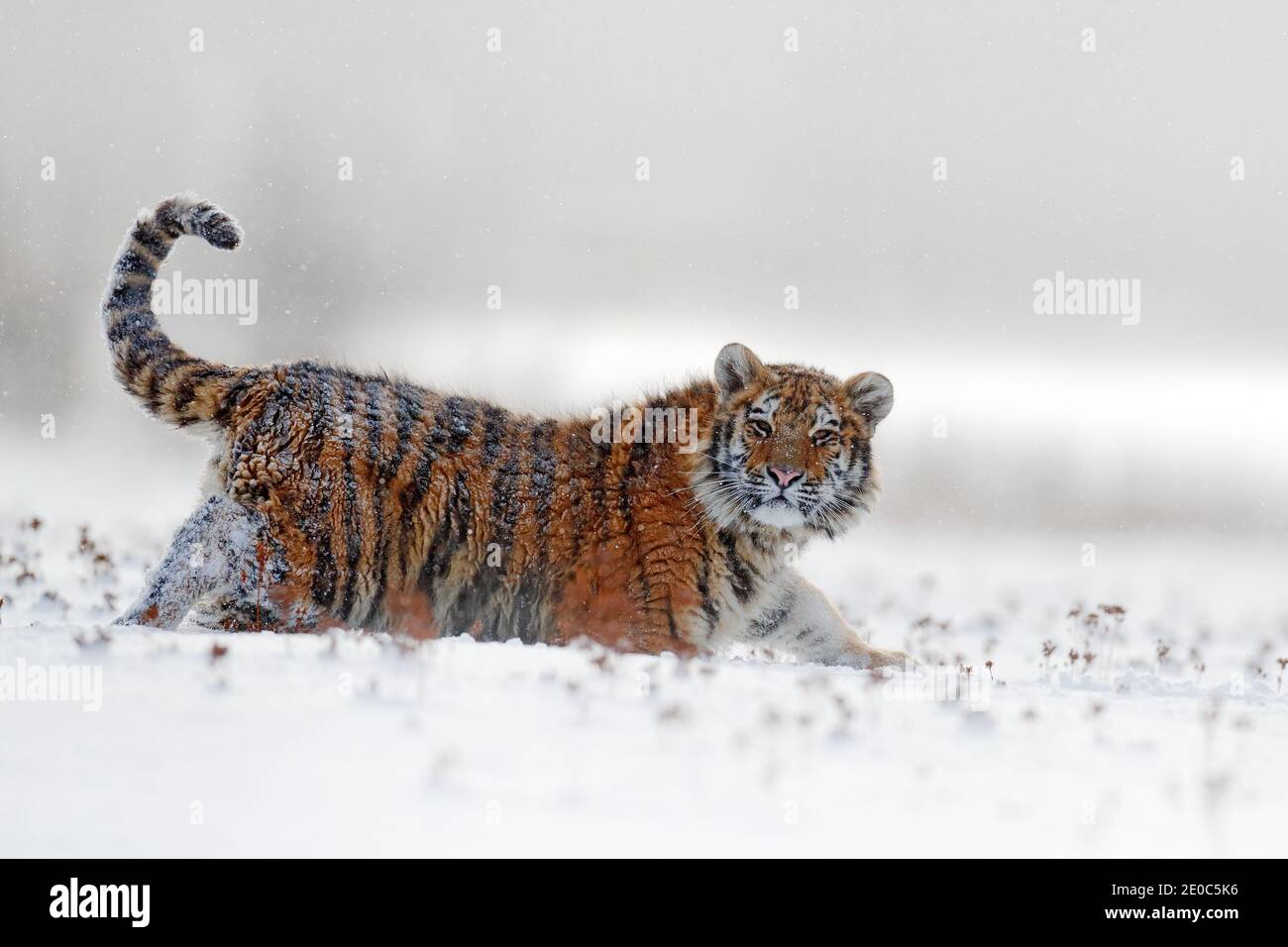Tiger, cold winter in taiga, Russia. Snow flakes with wild Amur cat ...