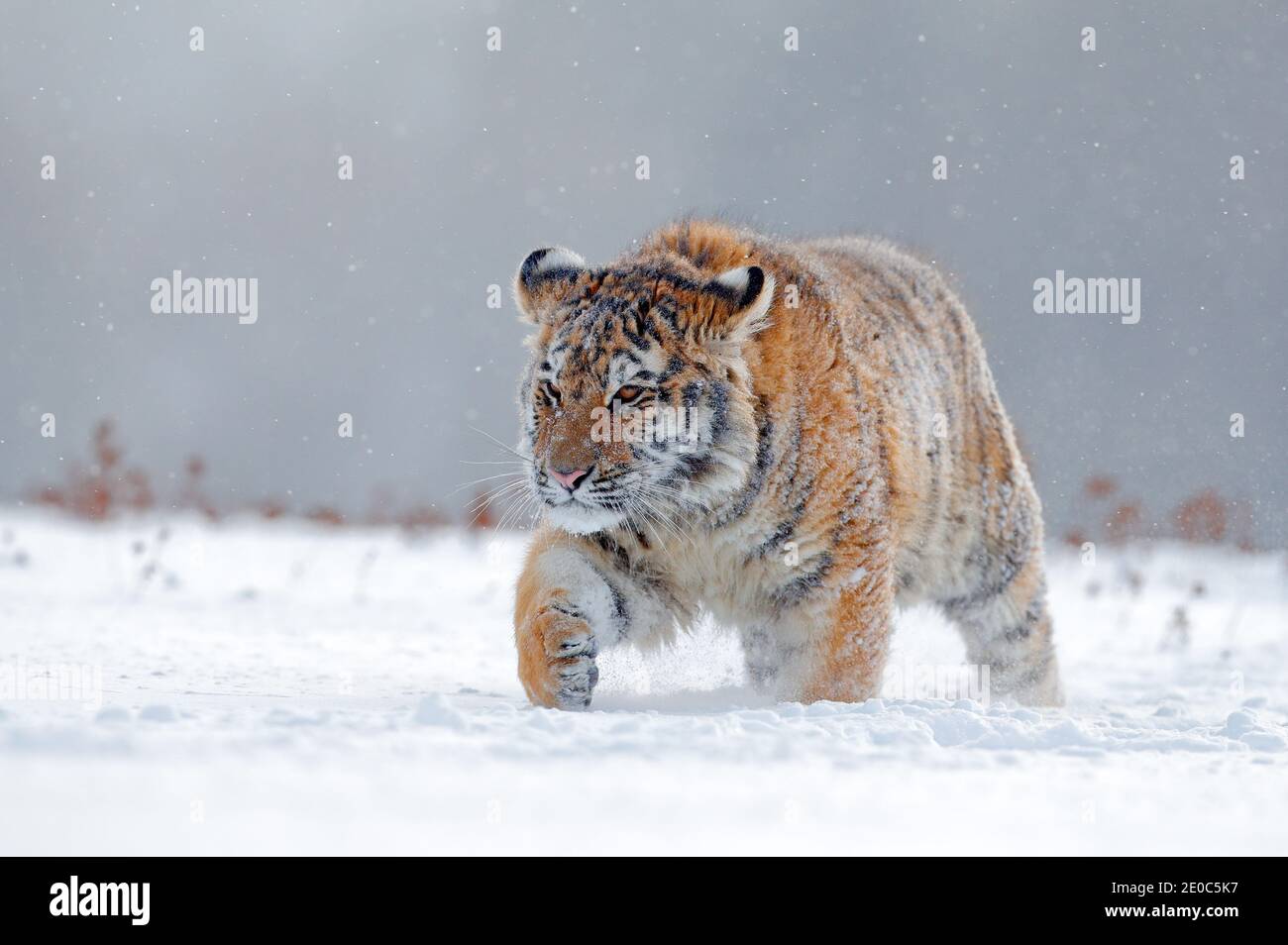 Tiger, cold winter in taiga, Russia. Snow flakes with wild Amur cat ...