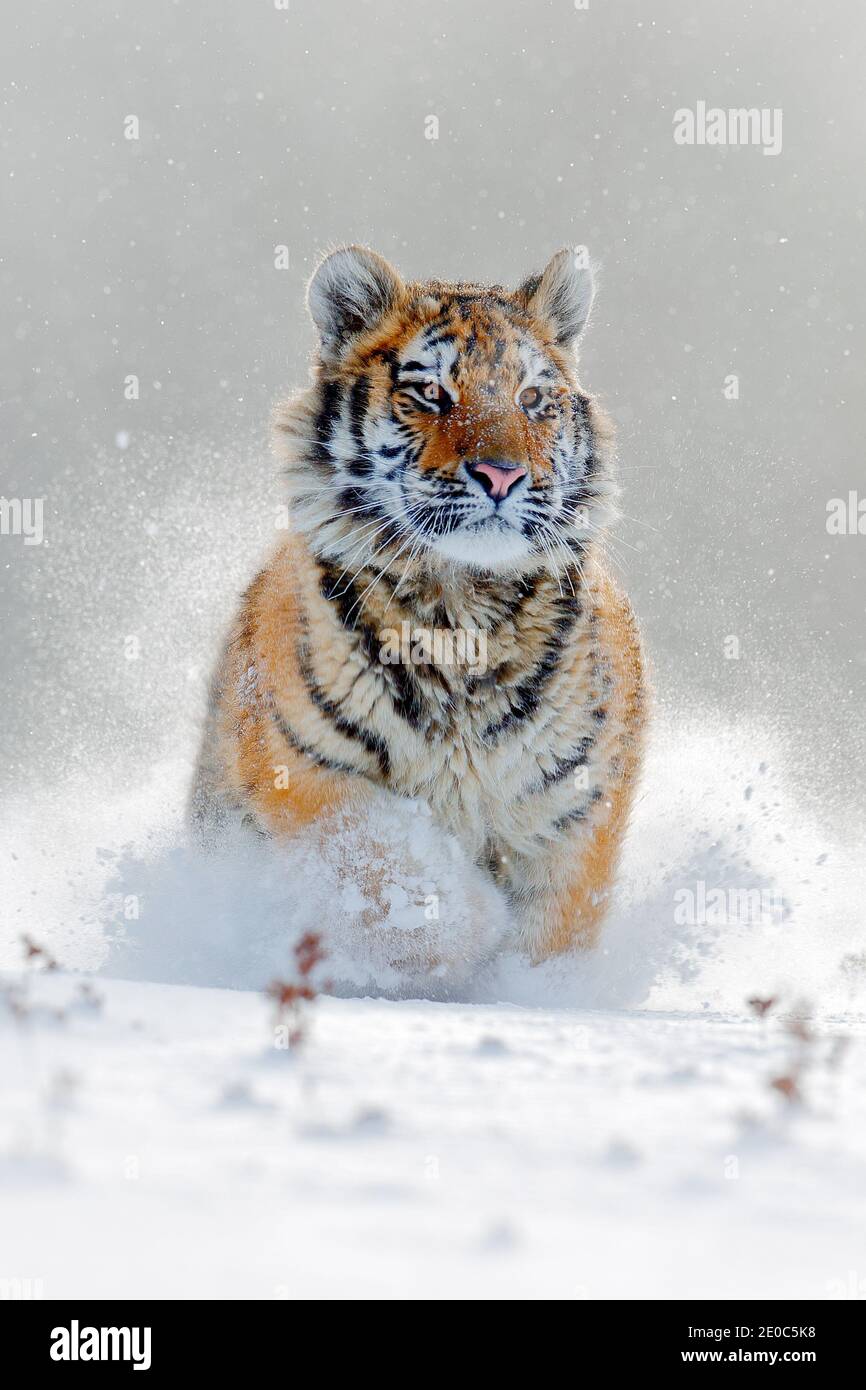 Tiger, cold winter in taiga, Russia. Snow flakes with wild Amur cat ...