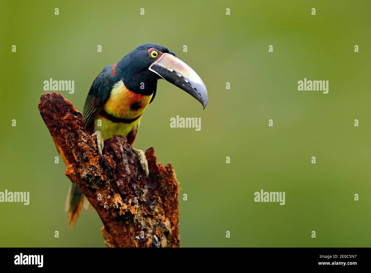 Collared Aracari, Small toucan Pteroglossus torquatus, bird with big ...