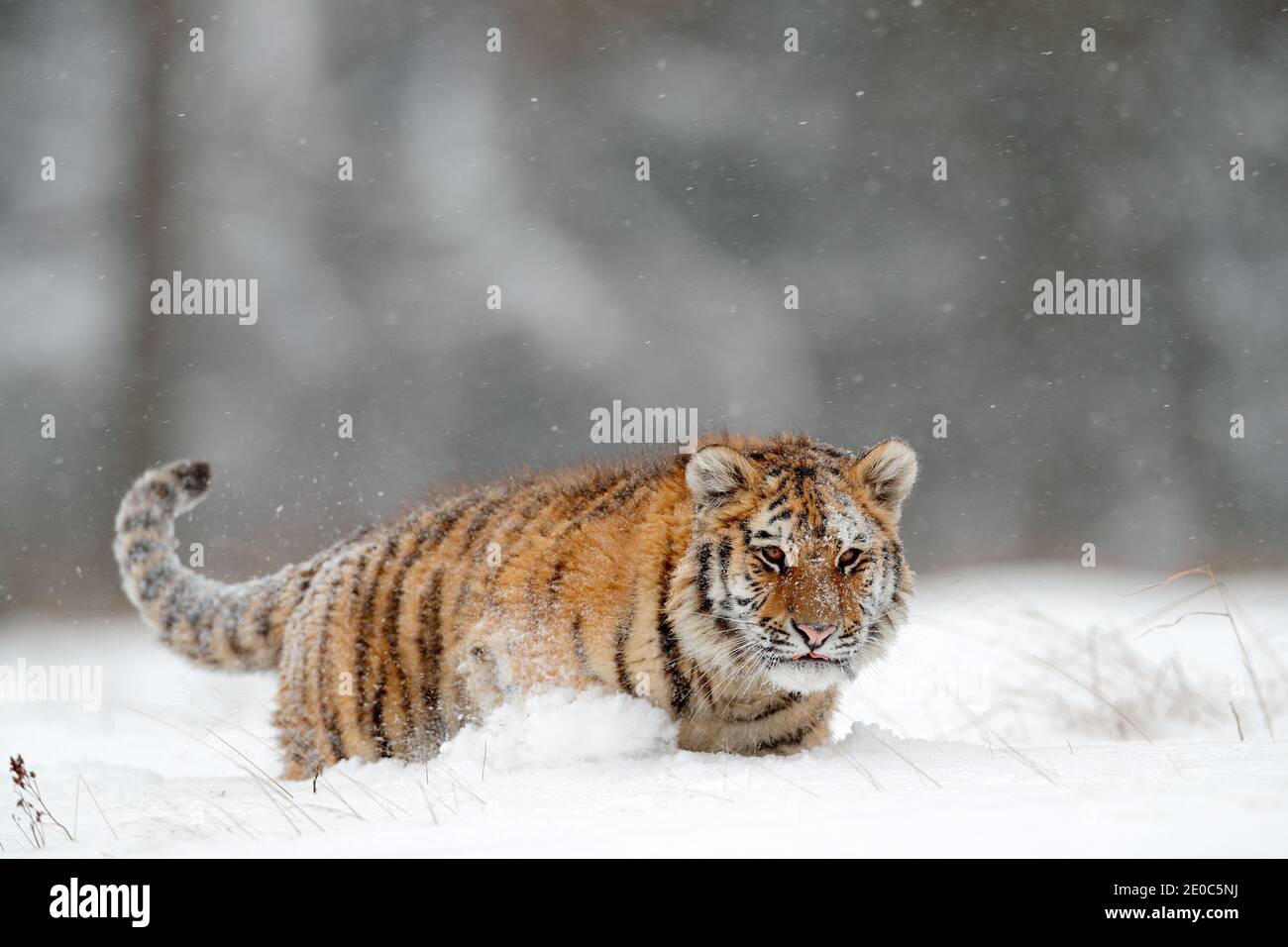 Tiger, cold winter in taiga, Russia. Snow flakes with wild Amur cat ...