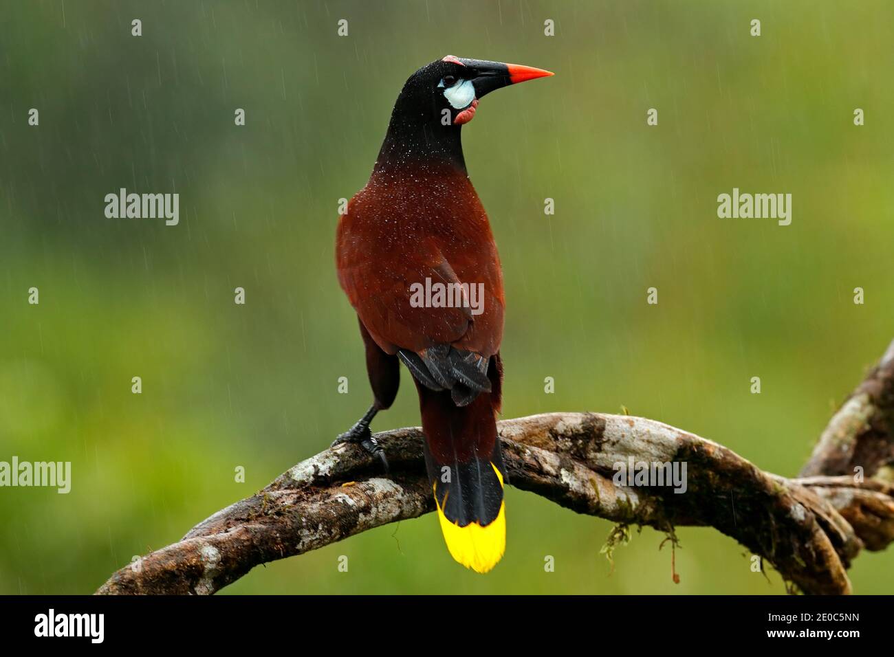 Montezuma Oropendola, Psarocolius montezuma, portrait of exotic bird ...