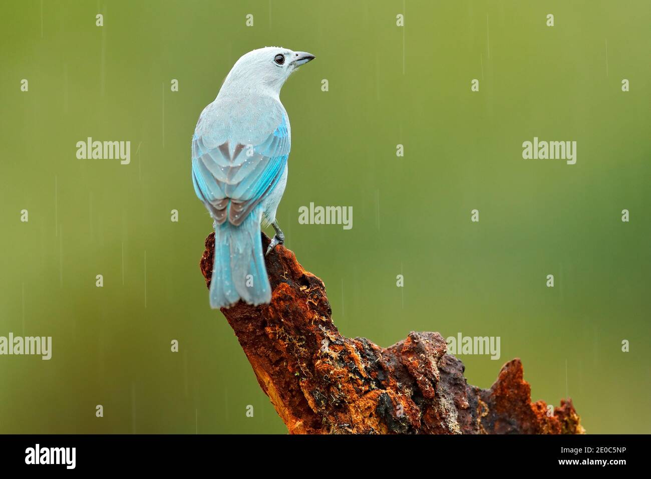 Blue-gray Tanager, exotic tropical blue bird from Panama Stock Photo ...