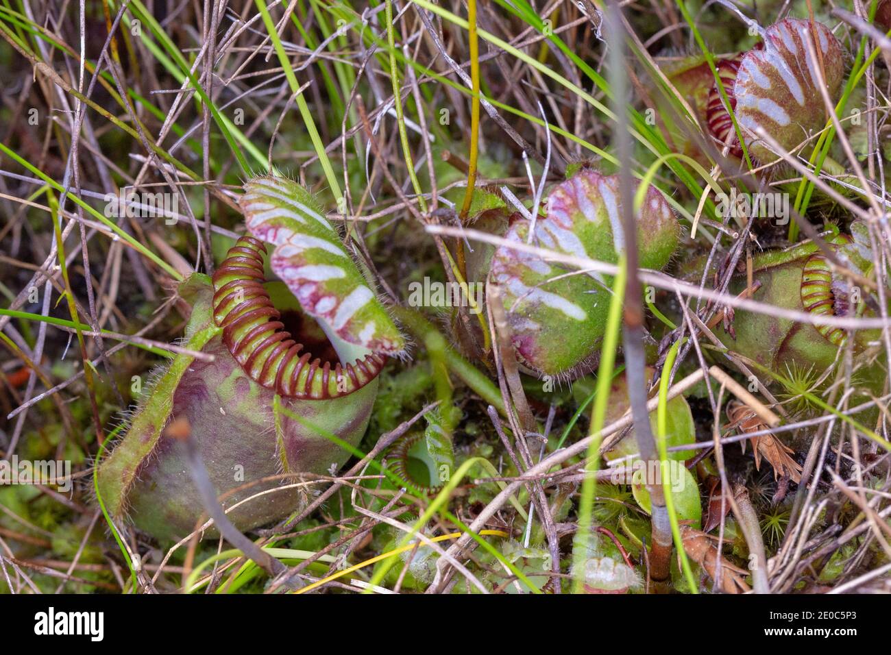 Cephalotus hi-res stock photography and images - Alamy