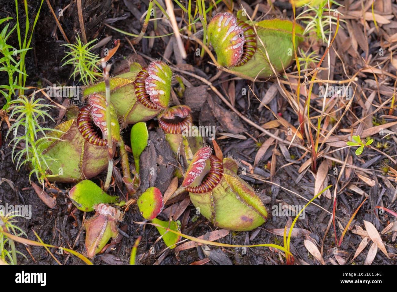 small clump of the Albany Pitcher Plant (Cephalotus follicularis), seen ...