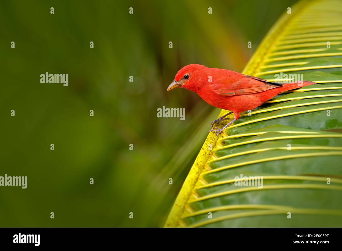 Red tanager in green vegetation. Bird on the big palm leave. Summer ...