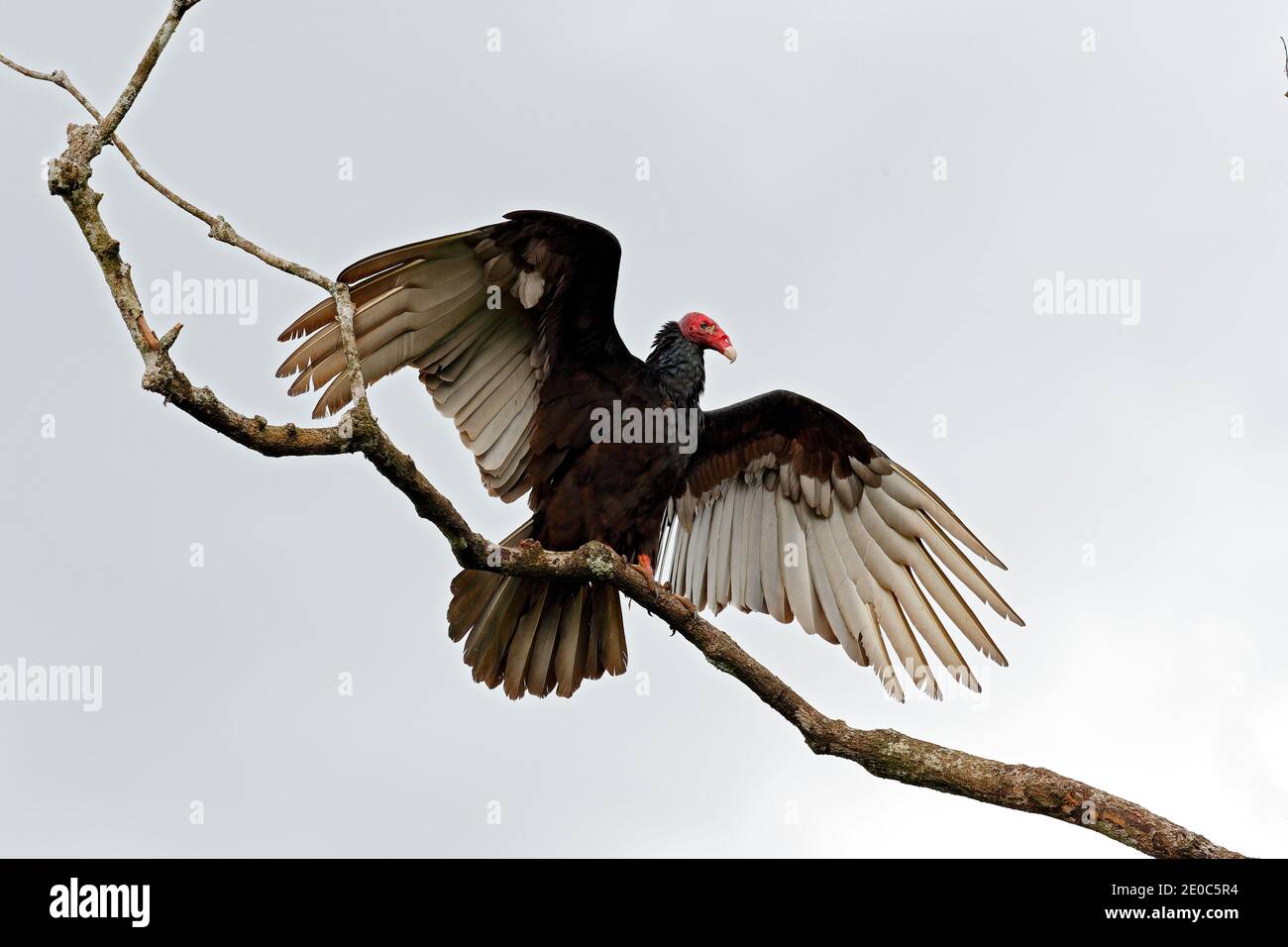 Ugly black bird Turkey vulture, Cathartes aura, sitting on the tree ...