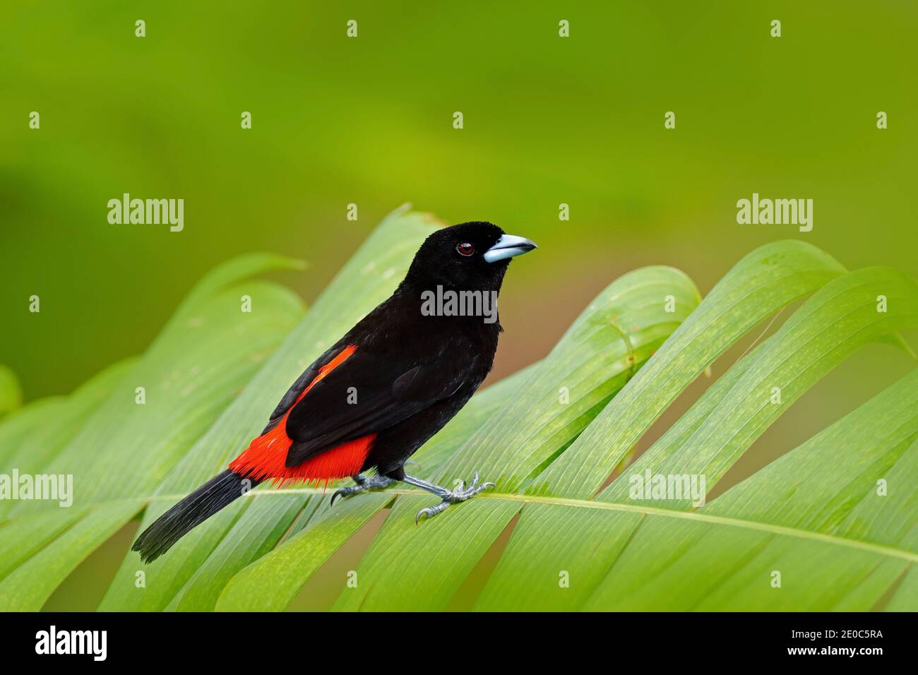 Female summer tanager hi-res stock photography and images - Alamy