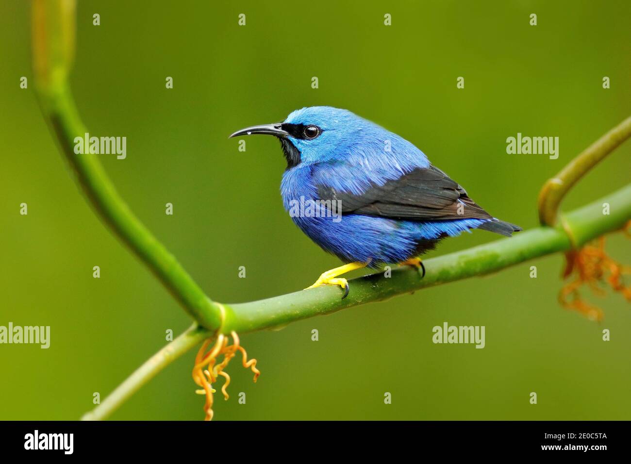Blue bird Red-legged Honeycreeper, Cyanerpes cyaneus, exotic tropical ...