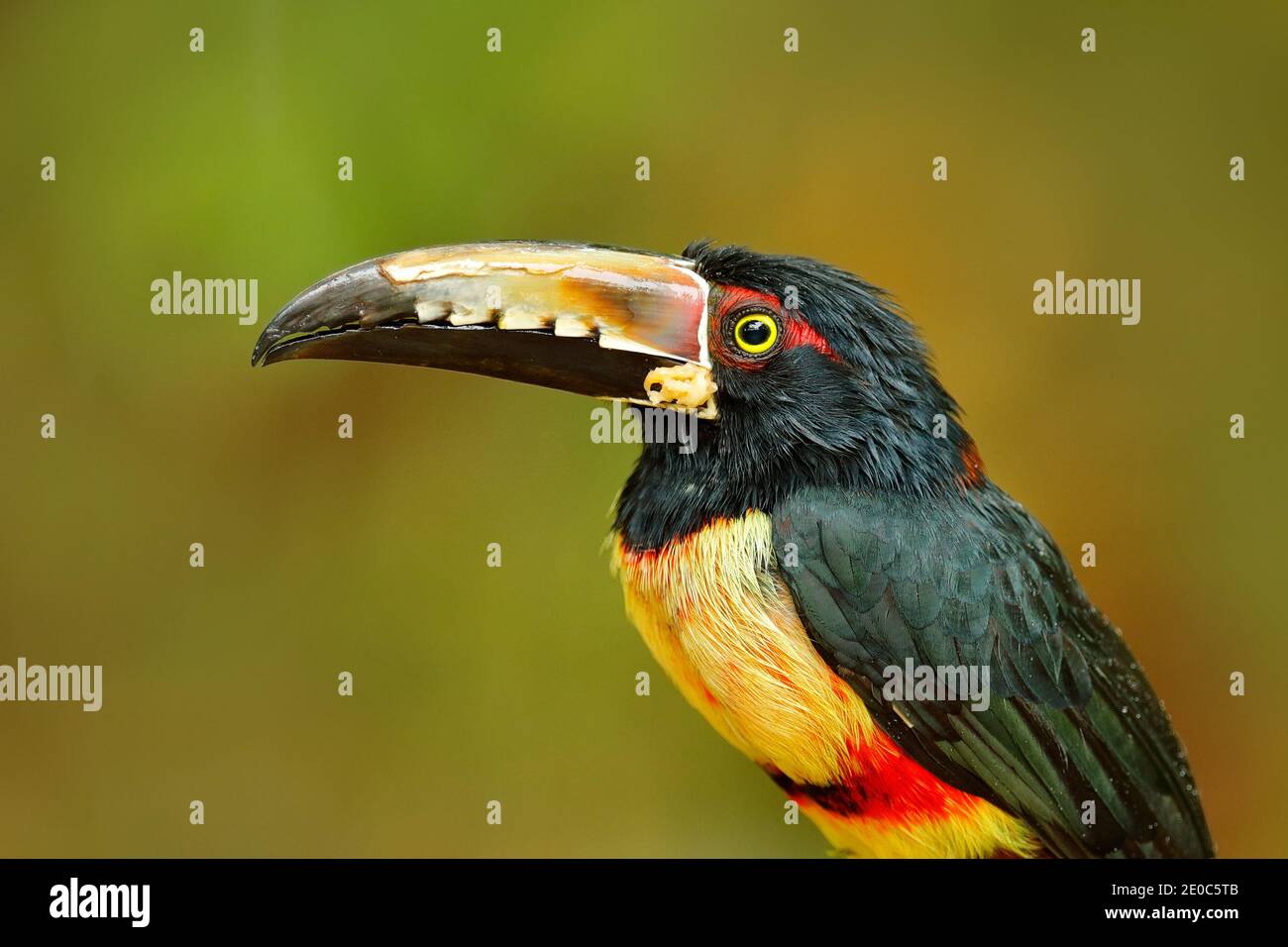 Collared Aracari, Small toucan Pteroglossus torquatus, bird with big ...
