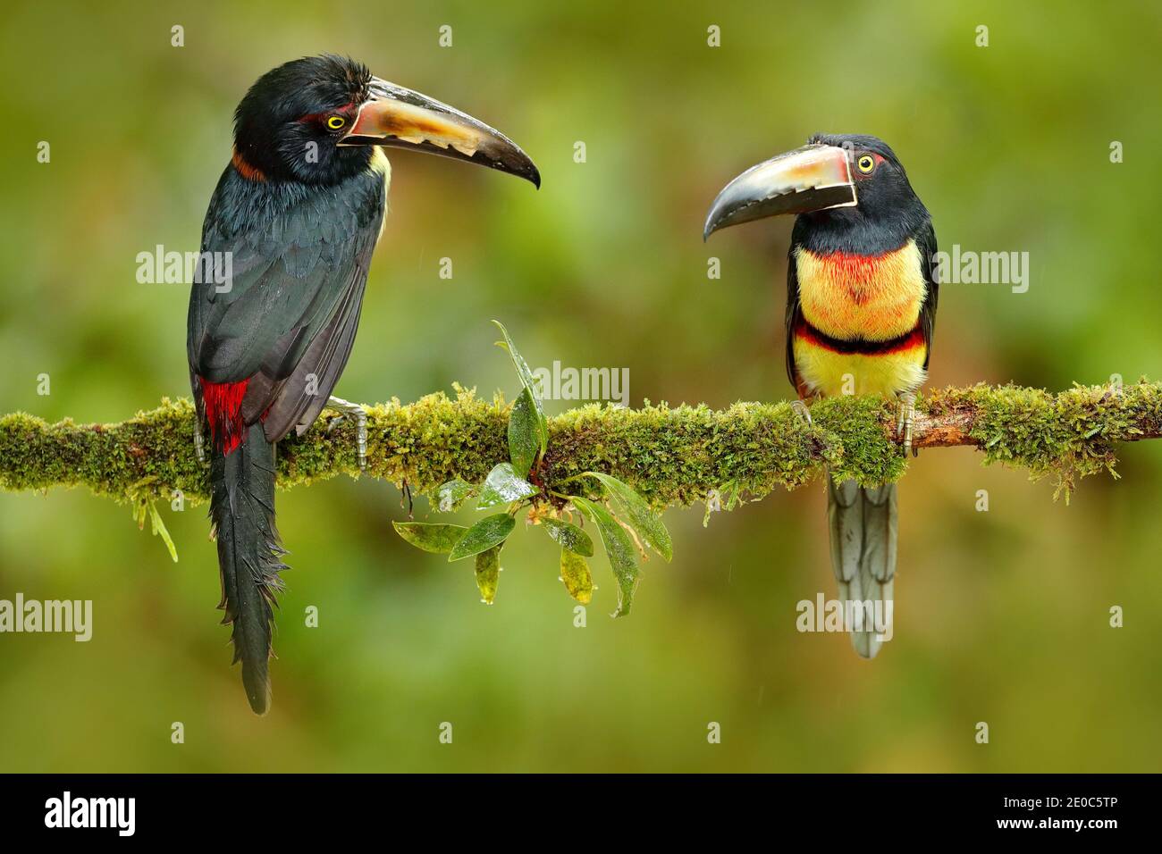 Collared Aracari, Small toucan Pteroglossus torquatus, bird with big ...