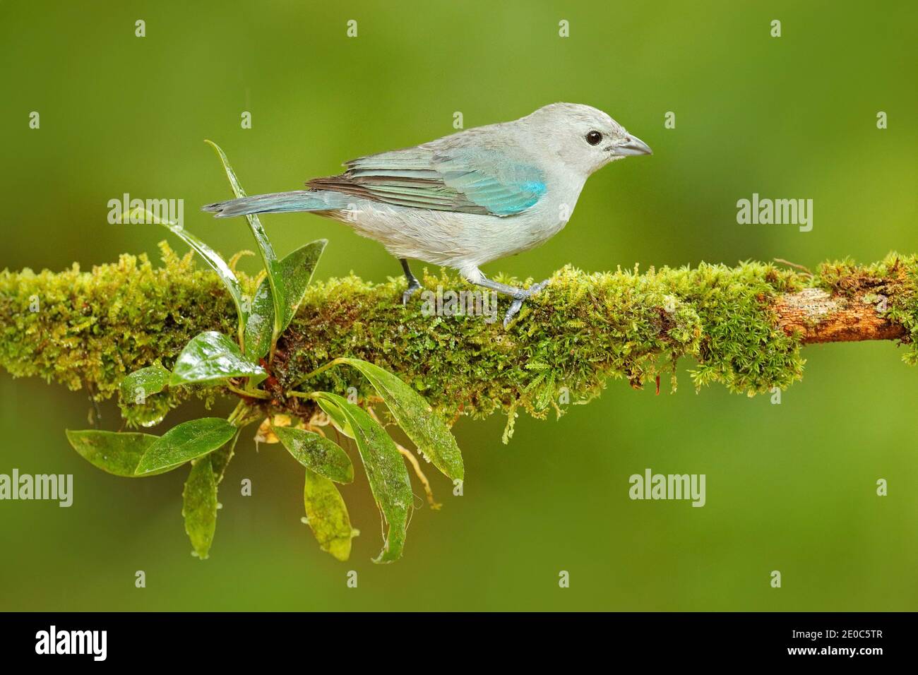 Blue-gray Tanager, exotic tropical blue bird from Panama Stock Photo ...