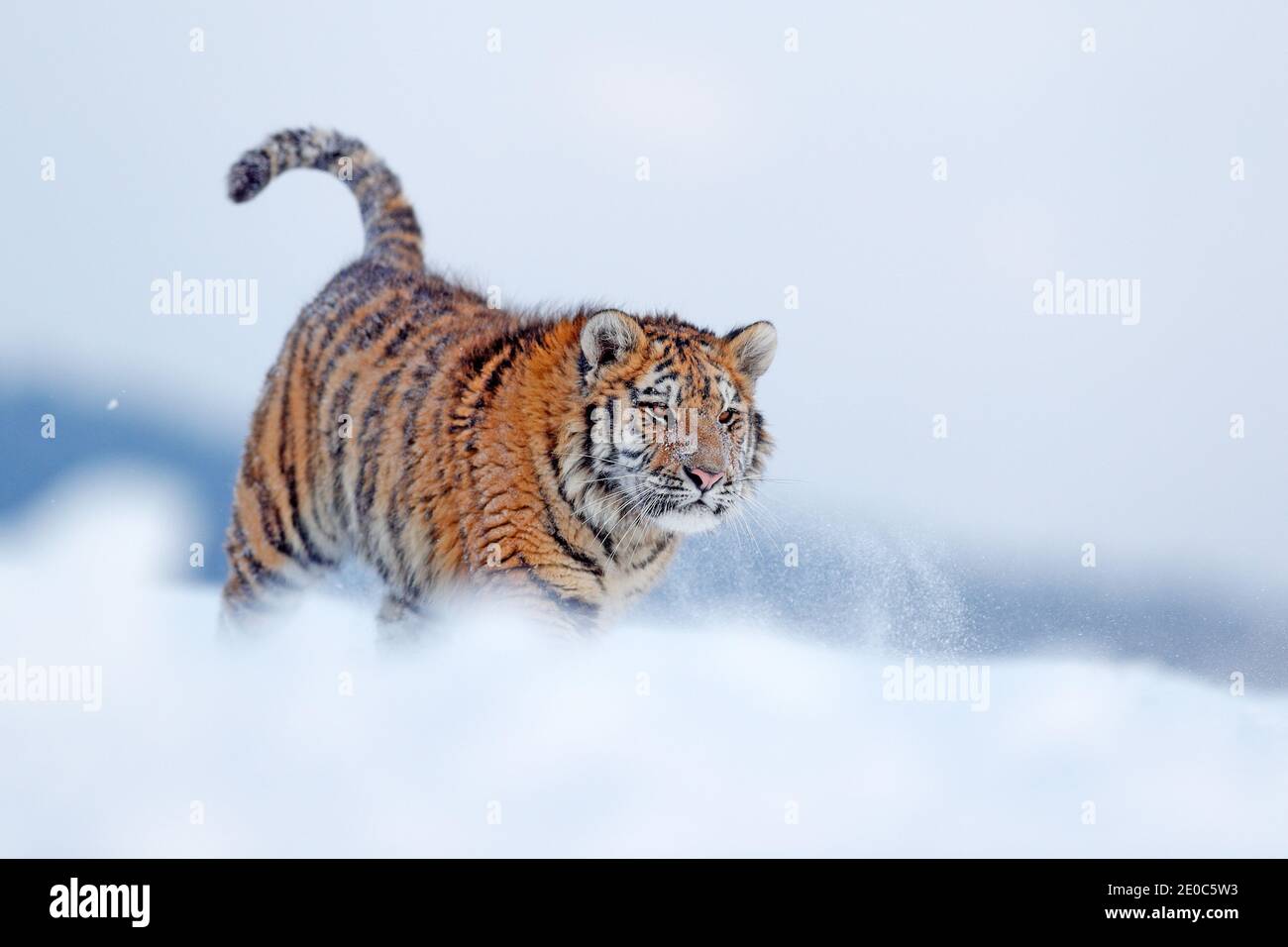 Tiger, cold winter in taiga, Russia. Snow flakes with wild Amur cat ...