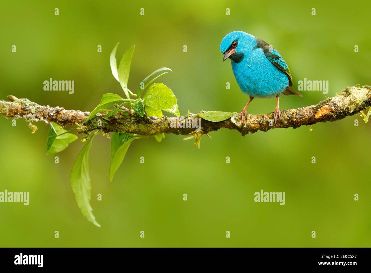 Blue Dacnis, Dacnis cayana, exotic tropical cute tanager from Costa ...