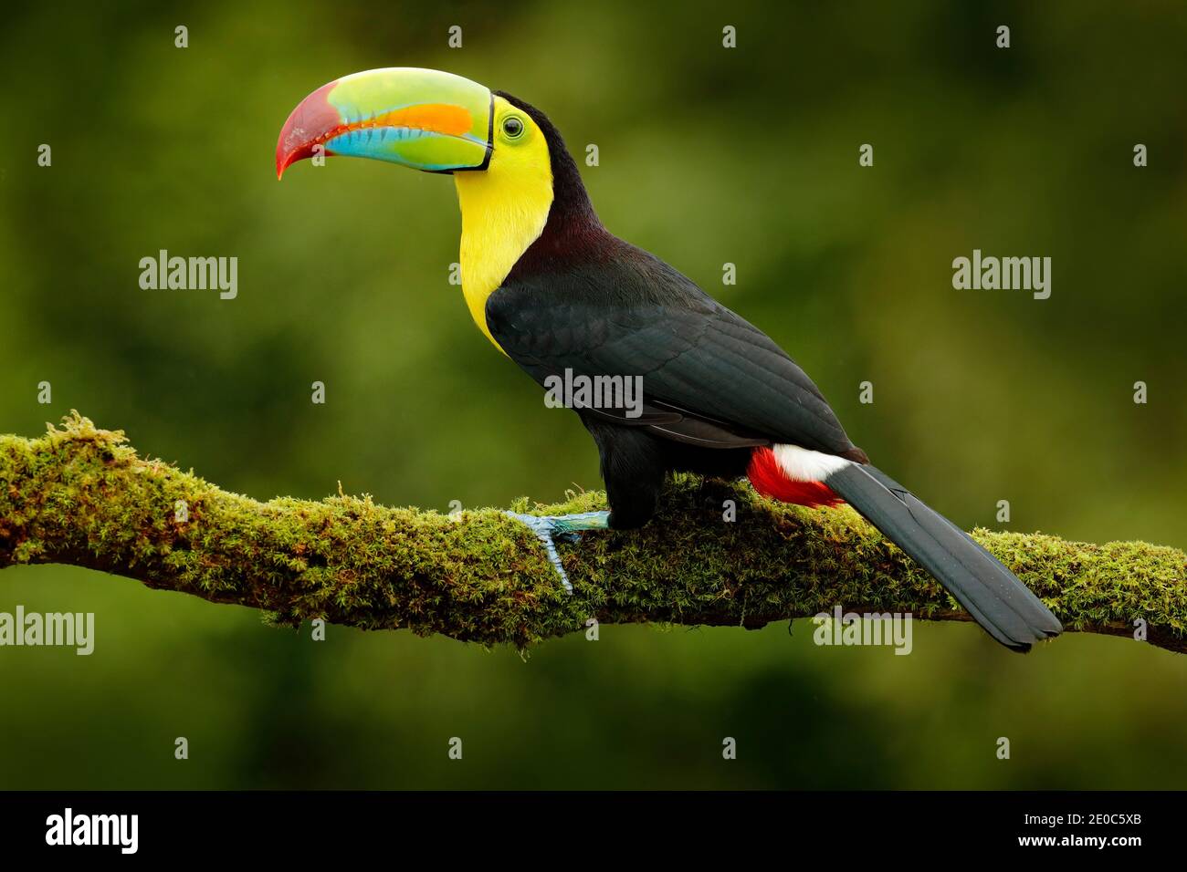 Keel billed toucan food hi-res stock photography and images - Alamy